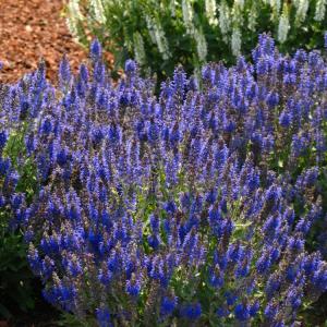 Salvia nemorosa Marcus